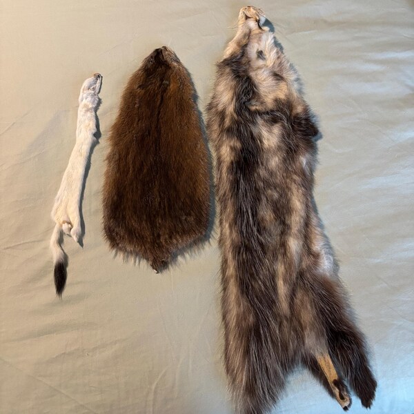 River Otter Pelt, Tanned - Etsy