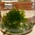 Subwassertang pellia Moss Rare Aquatic Moss Live Aquarium Freshwater ...