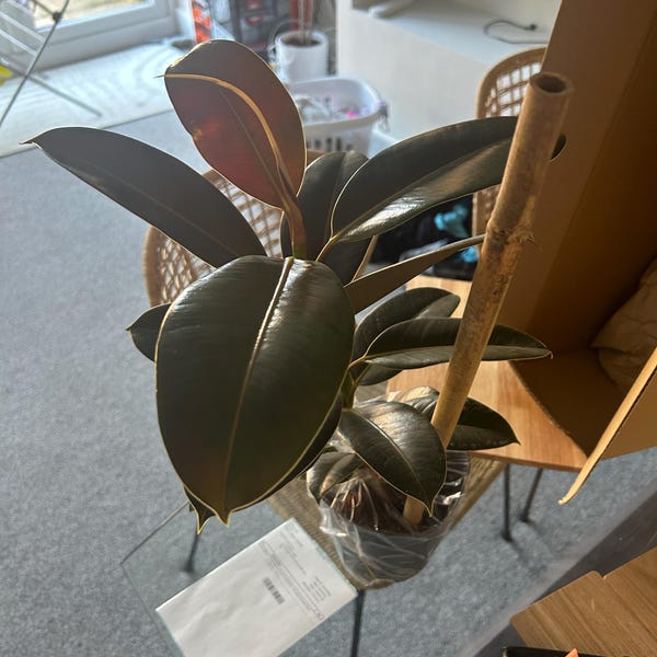 Rose 'fantastic at 60' Happy Birthday Rose Gift Wrapped With Huge Bow ...