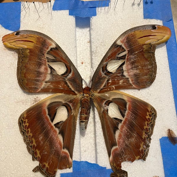 Attacus Atlas Moth Papered Specimen MALE and FEMALE Spcimens, Real ...