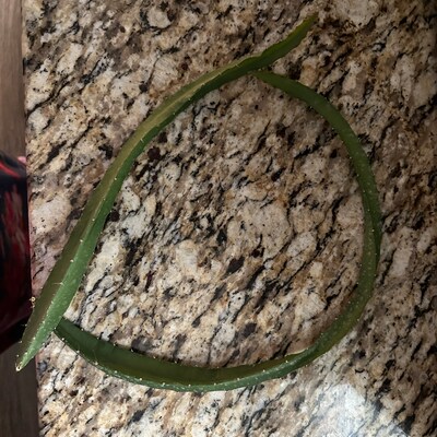 Spanish Needle Seeds - Etsy