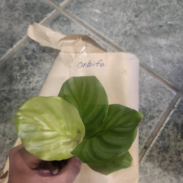Calathea Orbifolia Starter Plant: Round Foliage Tropical Plant (***all ...