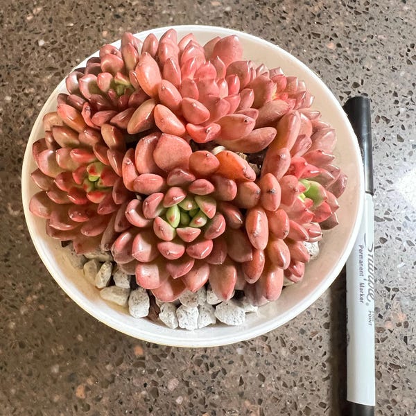 Mix Rare Live Succulent Plants Advanced Level Blind Box, 2-3.5" Random ...