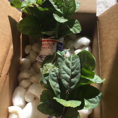 Musa-ice CREAM BLUE JAVA Live Banana Tree-healthy Well Rooted Starter ...