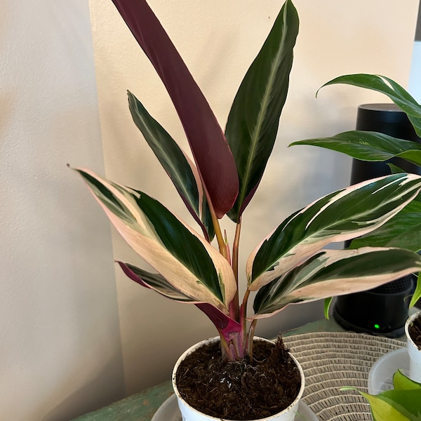 Red Maranta, Prayer Plant, 4inch Pot, Hopewind Plants Shop - Etsy
