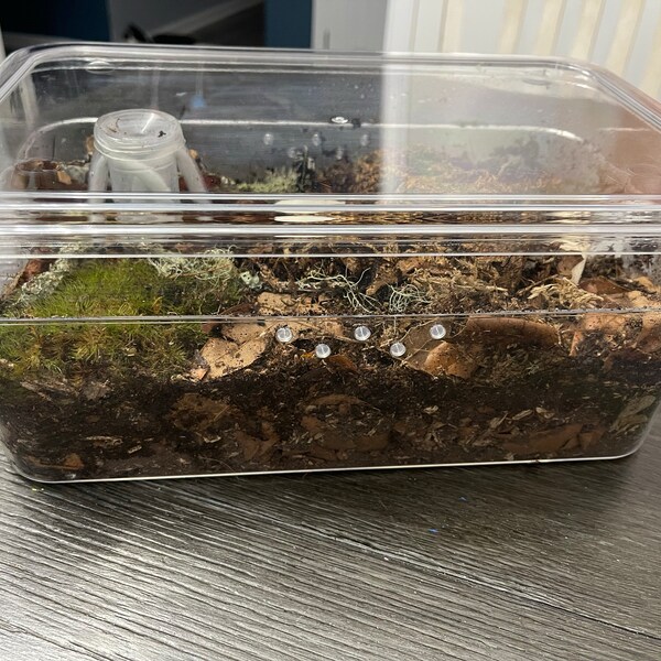 Snack Racks-removable Food Trays - Etsy