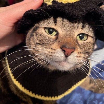 Wizard Pet Costume, Wizard Costume for Cat, Halloween Cat Hat, Wizard ...