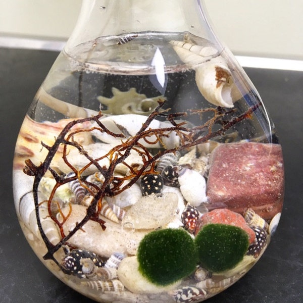 Fiddle Leaf Fig Tree Enamel Pin | Plant-inspired, Patches, Plant Lover, Gifts for Girl, Plant ...