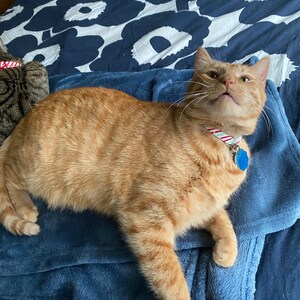 Navy Blue Cat Collar Breakaway Cat Collar Boy Cat or Kitten - Etsy