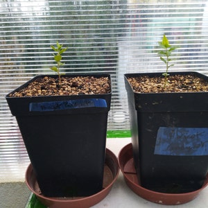 Parkia Roxburghii Tasty and Highly Ornamental 2 Xl Fresh Seeds - Etsy ...