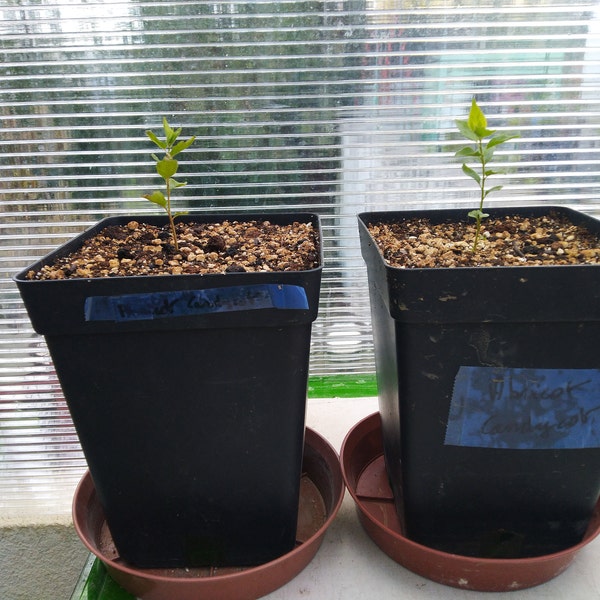 The Pink Koshu Grapes of Japan (yamanashi ) > 7 Fresh Seeds , Already ...