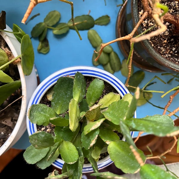 6 ZZ Plant, Zamioculcas Zamiifolia, Zee Zee Plant, Aroid Palm ...