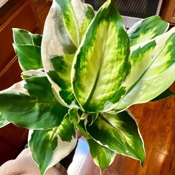 Pothos Champs Elysees | Teruno Pothos | Epipremnum Japanese Pothos ...