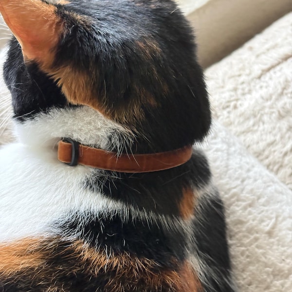 Cat Collar - "the Ringleader" - Cat Collar - Bright Pink Velvet - Etsy