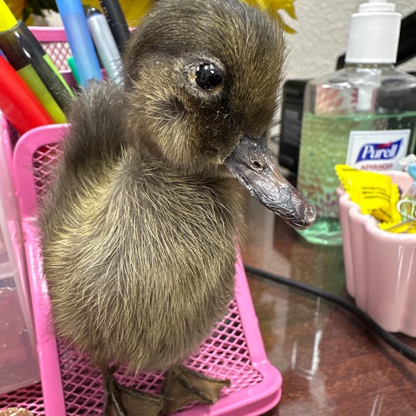Real Little Yellow Duck Specimen Collectibles Study, Special Gifts Kids ...