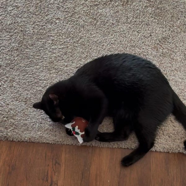 Black Bat Cat Wand Catnip Toy, Gift for Cat Lovers, Gift for Kittens ...