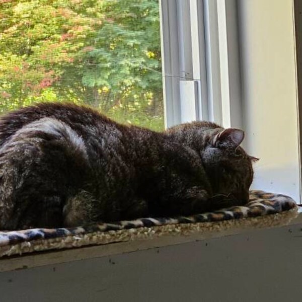 Window Sill Cat Pad/ 6 Sill Pad - Etsy