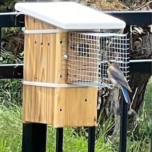 Birdhouse Predator Guard Leonard Style - Etsy