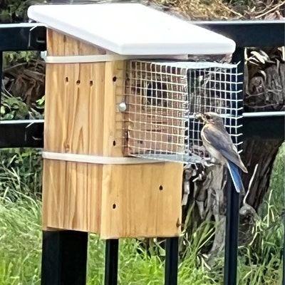 Birdhouse Predator Guard Leonard Style - Etsy