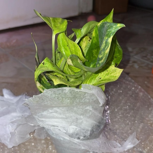 Pothos Robin: Teruno Japanese Pothos - Tropical Houseplant (4” Pot) - Etsy