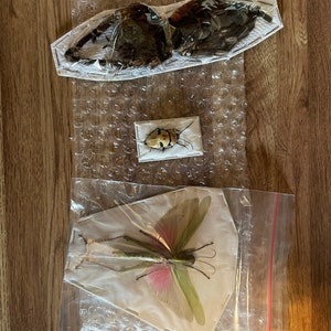 Eucorysses Grandis Mask Skull Face Shield Bug Indonesia - Etsy