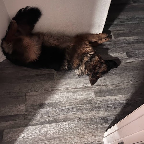 The German Shepherds Door Mat, We Know You ARE Here Dogs Door Mats ...