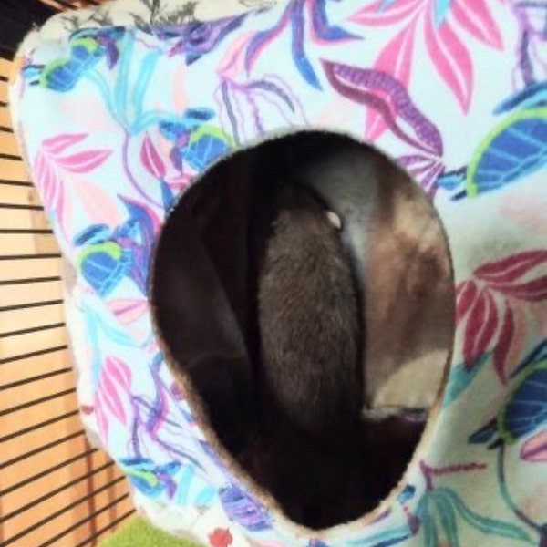 Mismatched Rat Cube Hammock UGLY DUCKLING Random rat Bed, Rat Cage Set ...
