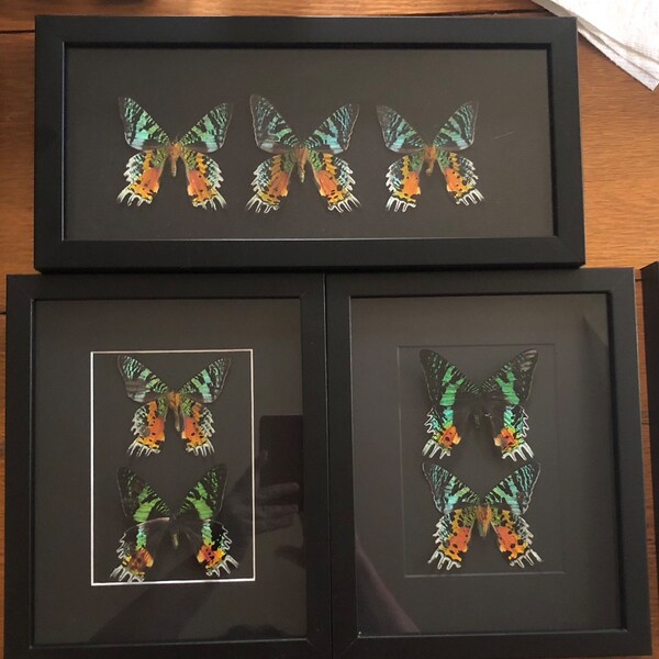 Unspread Madagascar Sunset Moths// A1/A1 Chrysiridia Rhipheus ...