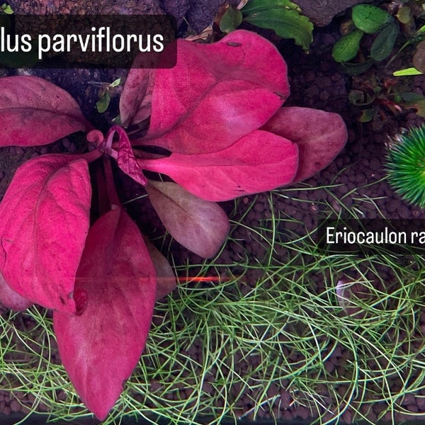 Samolus Parviflorus Red Rare Live Aquarium Plants - Etsy