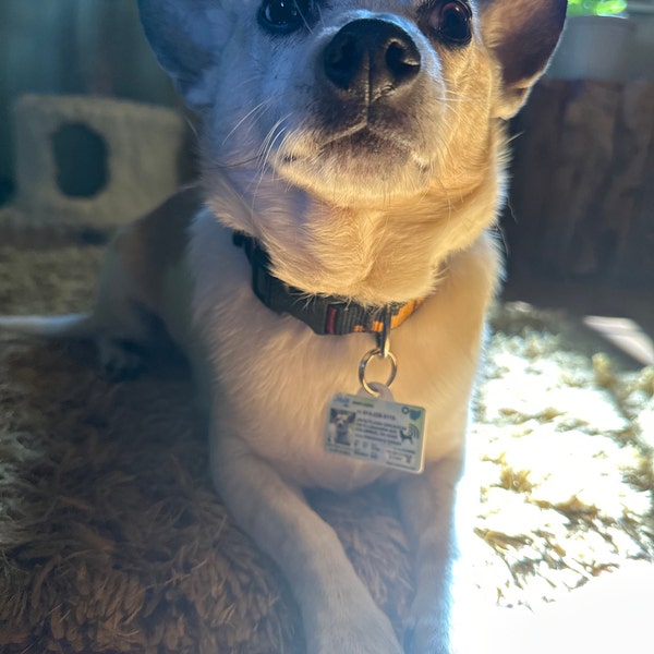 Texas Driver Dog Id Tag Personalized License, Durable Dog Tag, Double ...