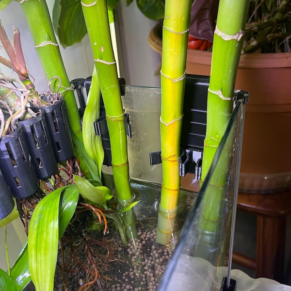 Aquaponics Floating Plant Holder. Grows on Top. Great for Pothos ...