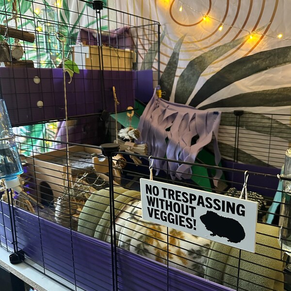 Rat Name Cage Decal for Rat Cage Custom Sign for Rat Cage Accessory for ...