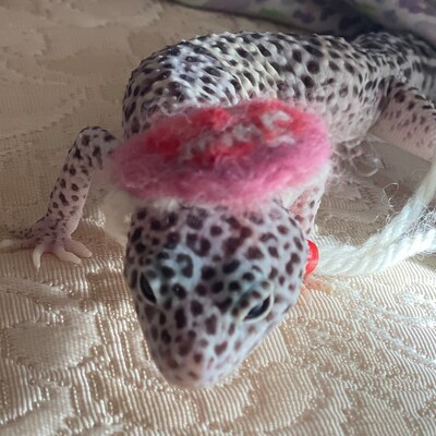 Leopard Gecko and Other Lizard Hats - Etsy