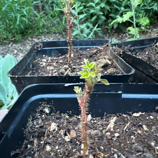 3 Blackberry Plants "triple Crown"-thornless (3 Large 1 Year Old Plug ...