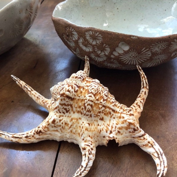 Extra Large Lambis Chiragra Spider Shell 7-11 Spiny Freckled Seashells ...