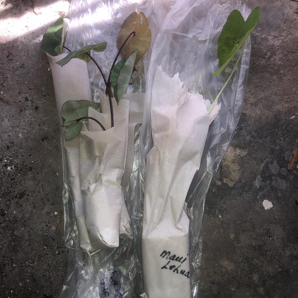 LIVE Pacay Icecream Bean Tree 'inga Feuillei' Rooted in a Small Pot ...