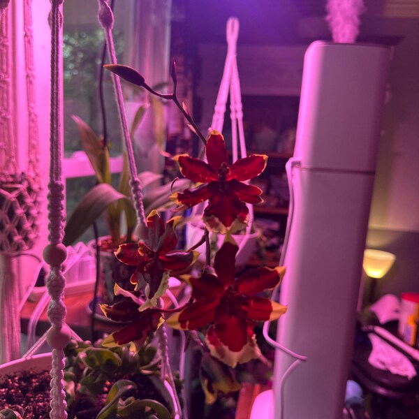 Orchid - Rlc. Toshie's Magic 'doris'2" Pot Inch - Blooming 1-2 Yrs - Etsy