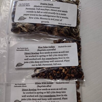 50 Seeds, Sunchoke Seeds, Jerusalem Artichoke Seeds, Helianthus ...