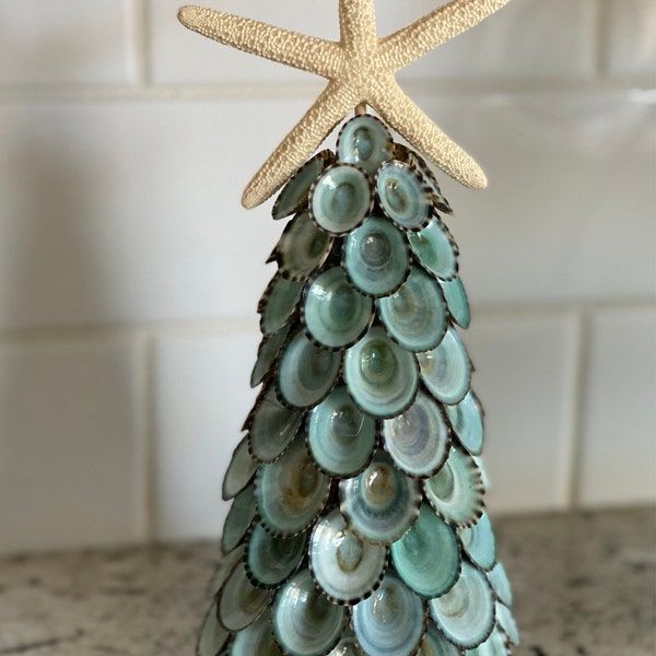 Polished Jade Turbo Shell Large Polished Trochus Polished White Shell ...