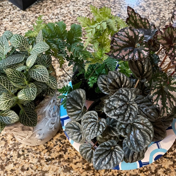 Houseplant Variety Pack (4 Plants) (4" Pots)*easy Care *assorted ...