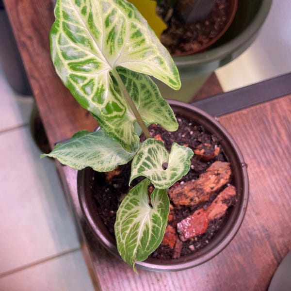 Syngonium Batik Starter Plant: Green and Cream Arrowhead Leaves **ALL ...