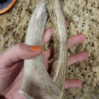 Medium Deer Antler. Whole Antler. Craft Antler. Grade A Antlers. One ...