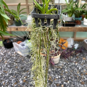 Live Orchid Vanda Flower Plant From Hawaii Exotic Blue/purple/pink/red ...