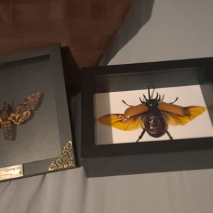 Real Giant Atlas Beetle Insect Framed Dead Bug Oddities - Etsy UK