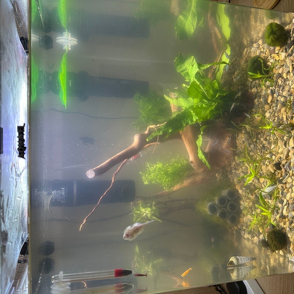 Elodea Densa Aquarium Aquatic Tropical Live Fish Tank Plant Plants ...