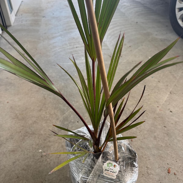 Red Latan Palm Tree: (latania Lontaroides) Rare Tropical Palm. 3 Gallon ...