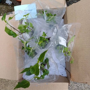 3x Blue Flowering Salvia African Sky Plug Plants, Ornamental Sage ...