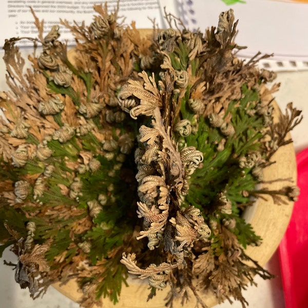Resurrection Plant | Jericho Flower | Rose of Jericho | Resurrection ...