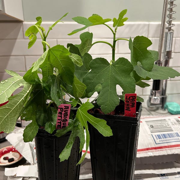 Fig Trees for Sale, Multiple Varieties Available. Well Rooted in Deep 4 ...