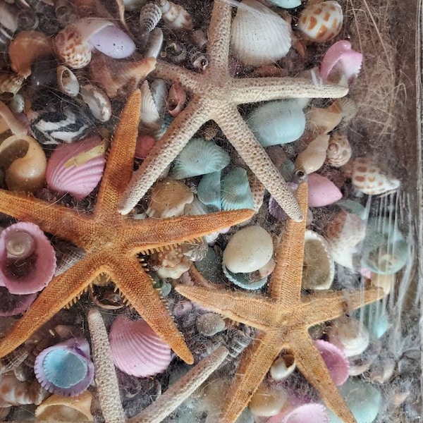 200+ Pcs Colorful SHELL Sugar White STARFISH Craft BOX - Etsy